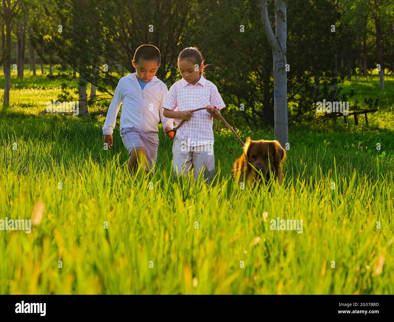 Two happy children walking dogs in the park high quality photo Stock ...
