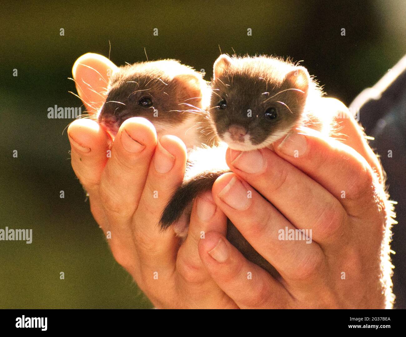 Baby weasel hi-res stock photography and images - Alamy