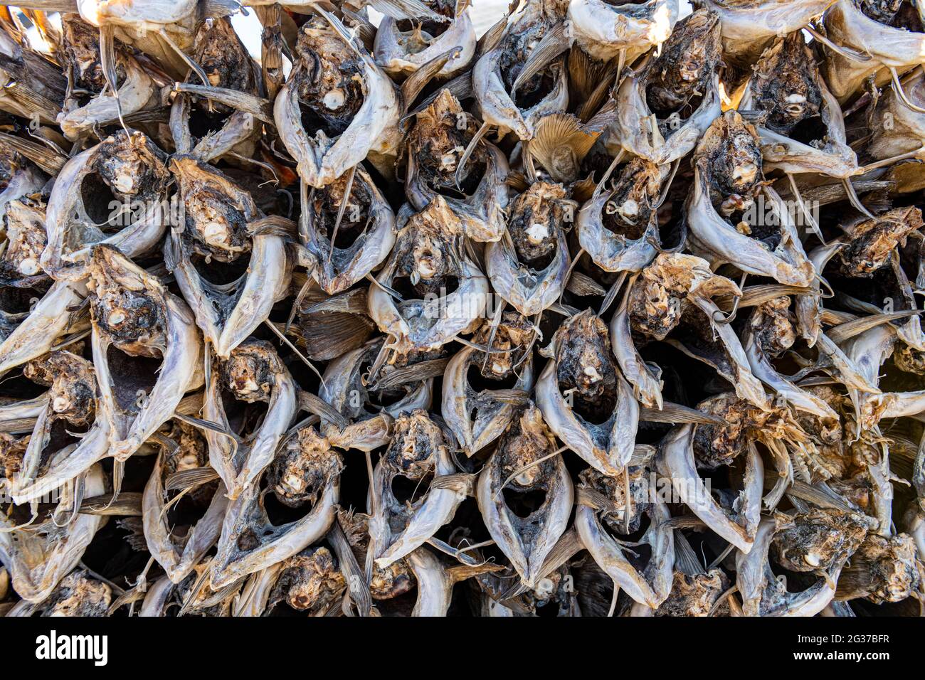 Dried fish in the harbour of Reine, Lofoten, Norway Stock Photo - Alamy