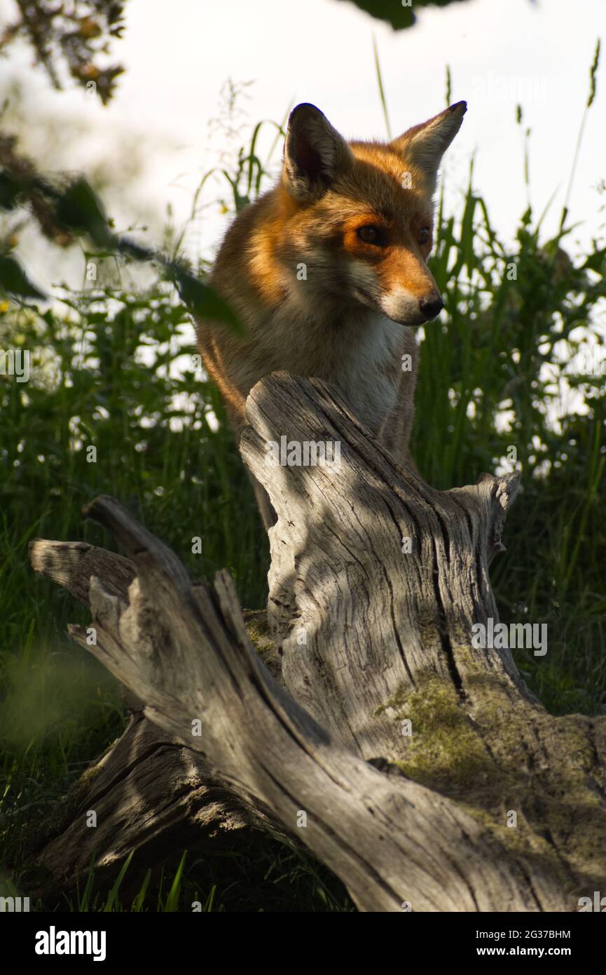 Fox at the British Wildlife Centre Stock Photo - Alamy