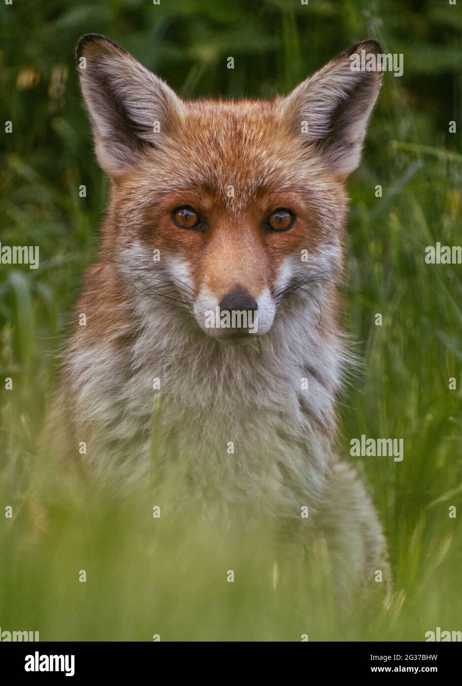 Fox at the British Wildlife Centre Stock Photo - Alamy