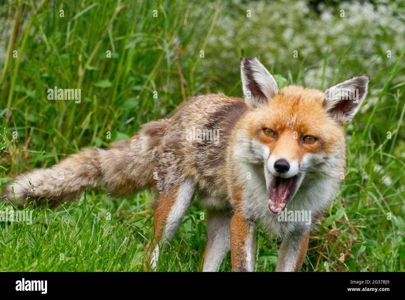 Fox at the British Wildlife Centre Stock Photo - Alamy
