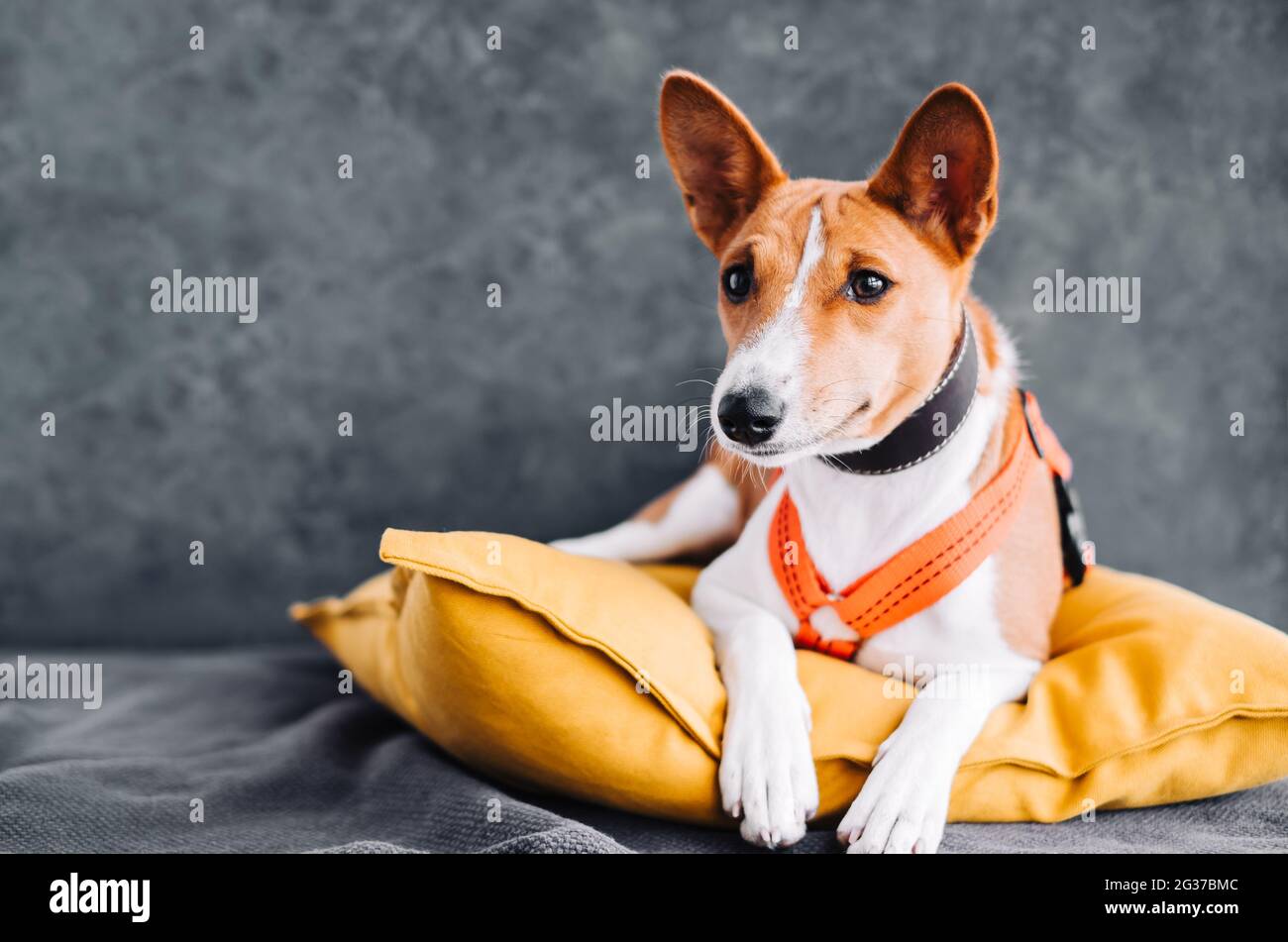 Portrait of red white basenji dog sitting on yellow pillow Stock Photo ...