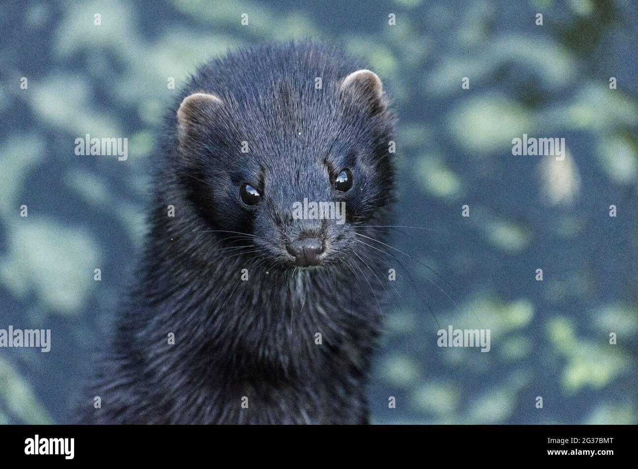 Mink at the British Wildlife Centre Stock Photo - Alamy
