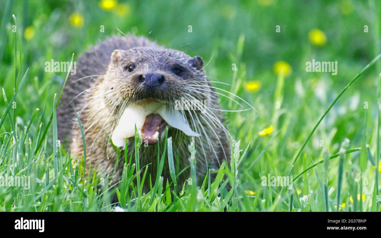 British freshwater fish hi-res stock photography and images - Alamy