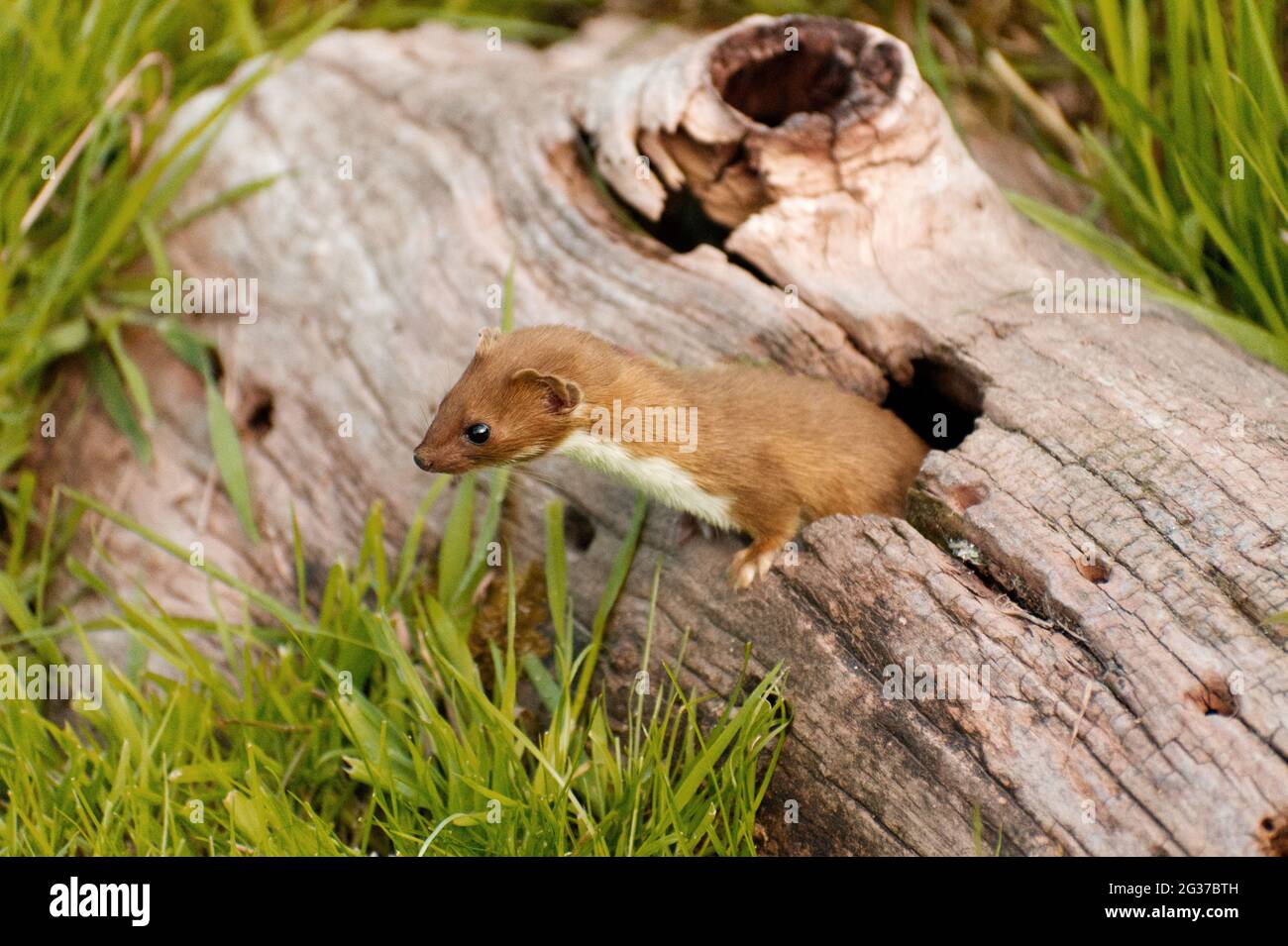 Stoat at the British Wildlife Centre Stock Photo - Alamy
