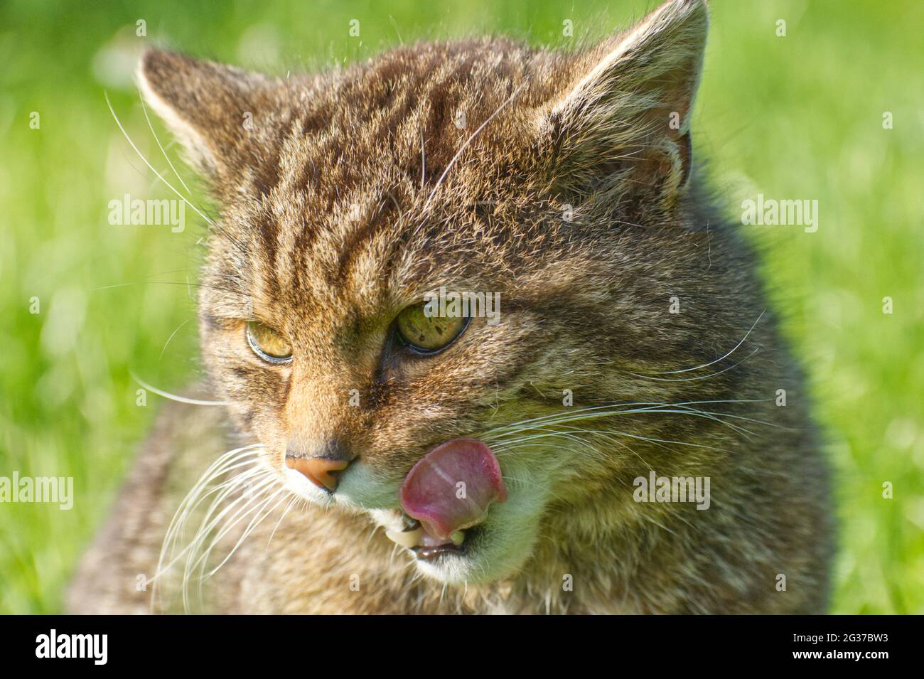British wildcat hi-res stock photography and images - Alamy