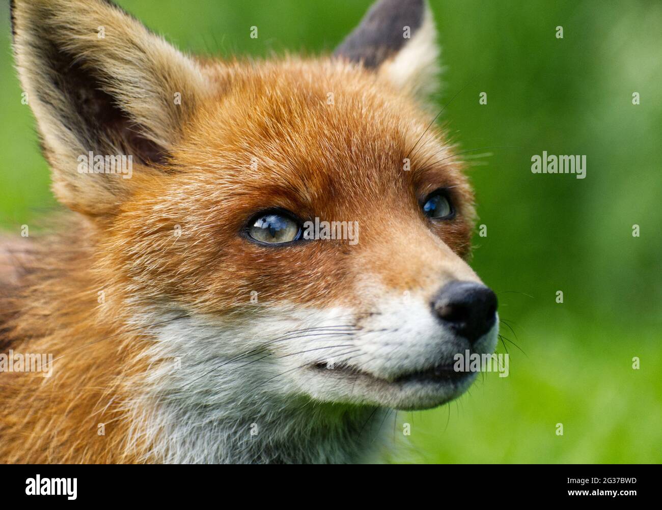 Flo the fox. A close up at the British Wildlife Centre Stock Photo - Alamy