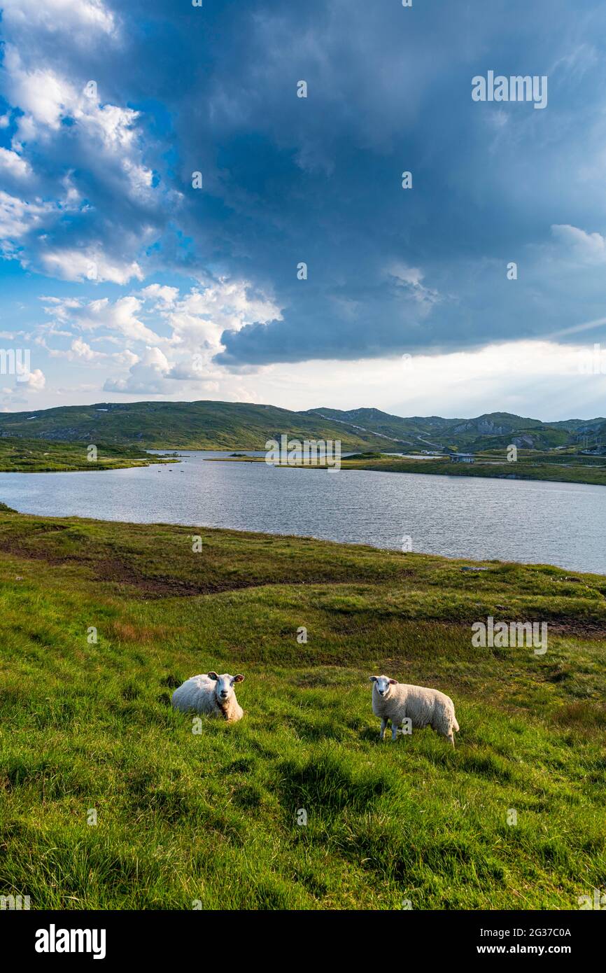 Sheeps grazing before a lake in Setesdalen, Norway Stock Photo - Alamy