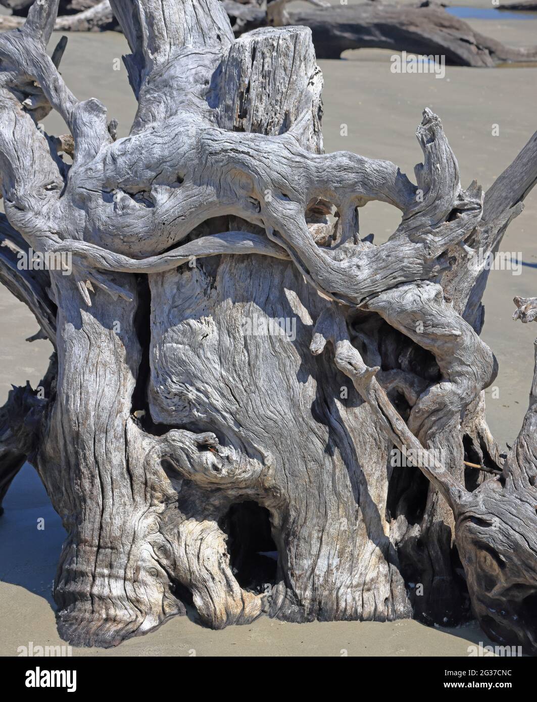 Dead weathered tree roots embedded in a sandy beach Stock Photo - Alamy
