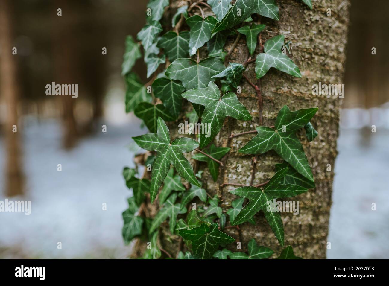 Structure of ivy hi-res stock photography and images - Alamy