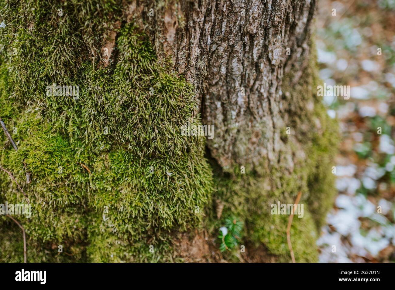 Detail mossy overgrown tree hi-res stock photography and images - Alamy
