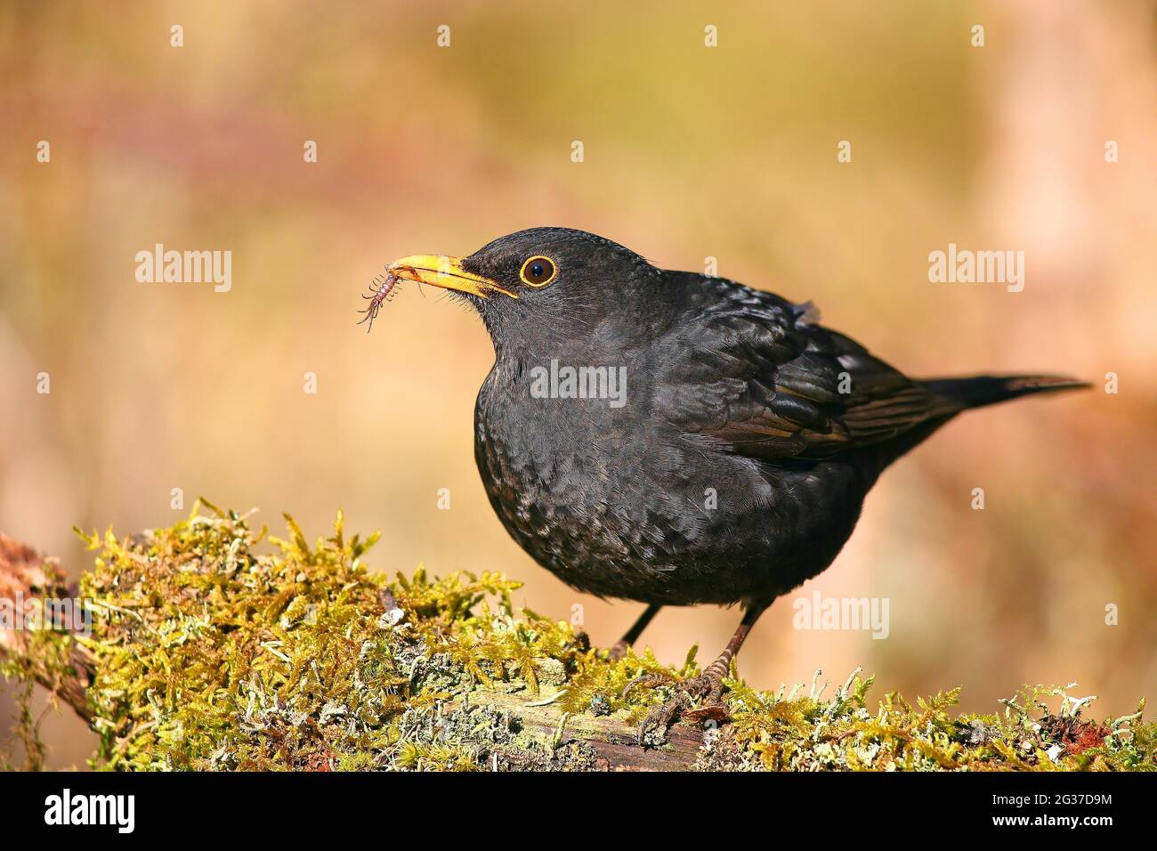 Blackbird (Turdus merula) with insect in beak, Solms, Hesse Stock Photo ...