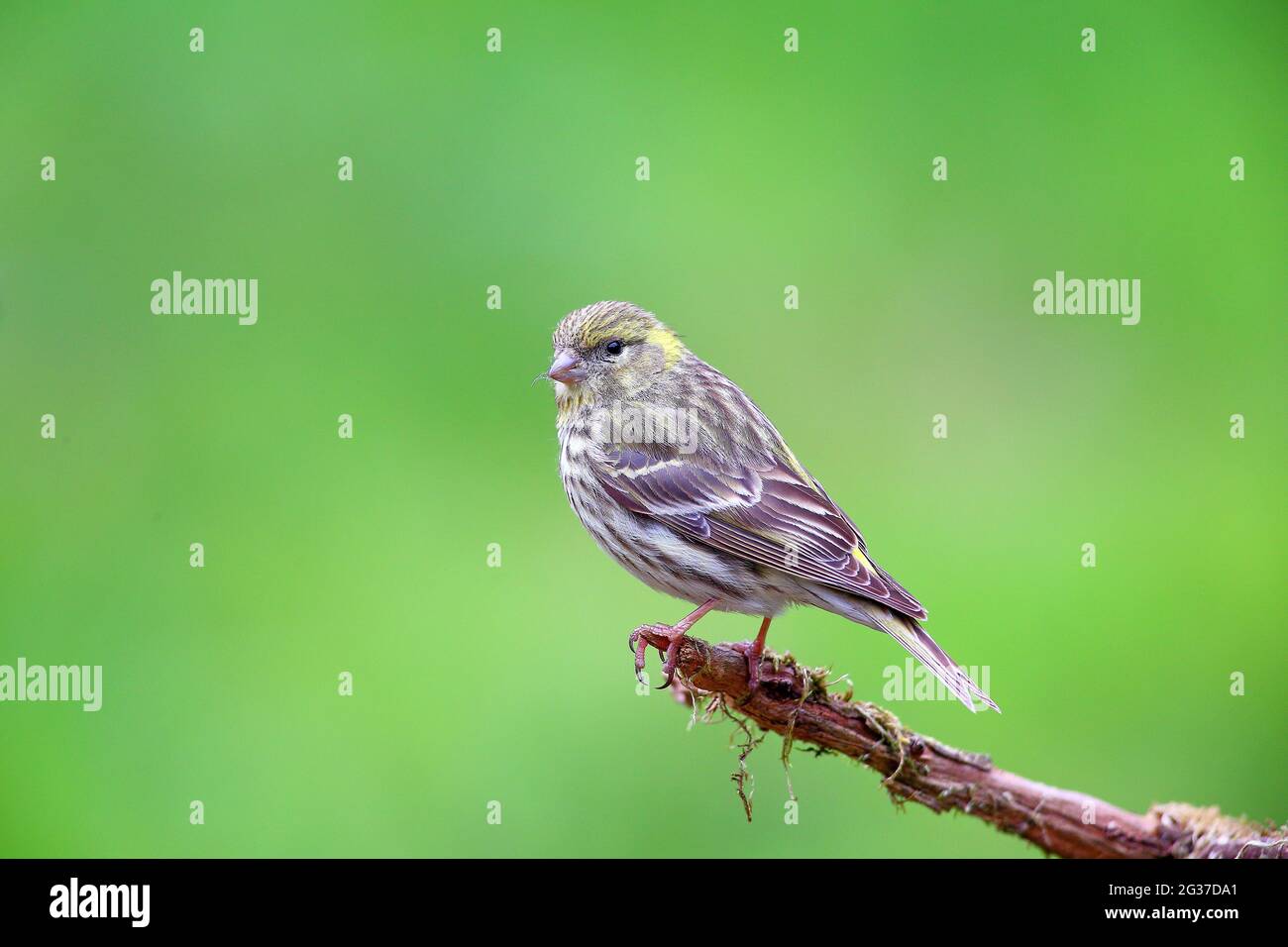 European Serin (Carduelis chloris), female, Solms, Hesse Stock Photo ...