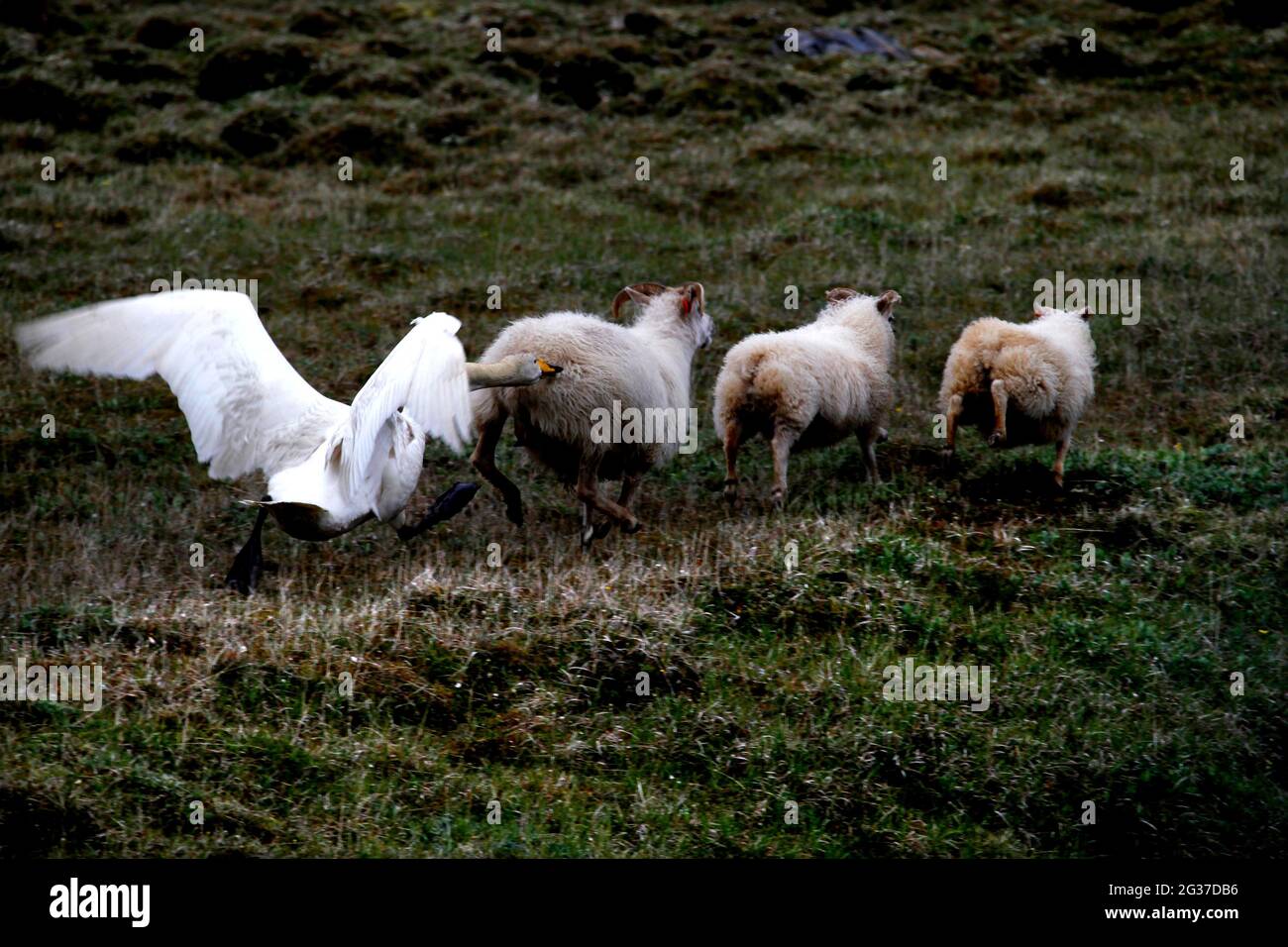 Attacking sheep hi-res stock photography and images - Alamy