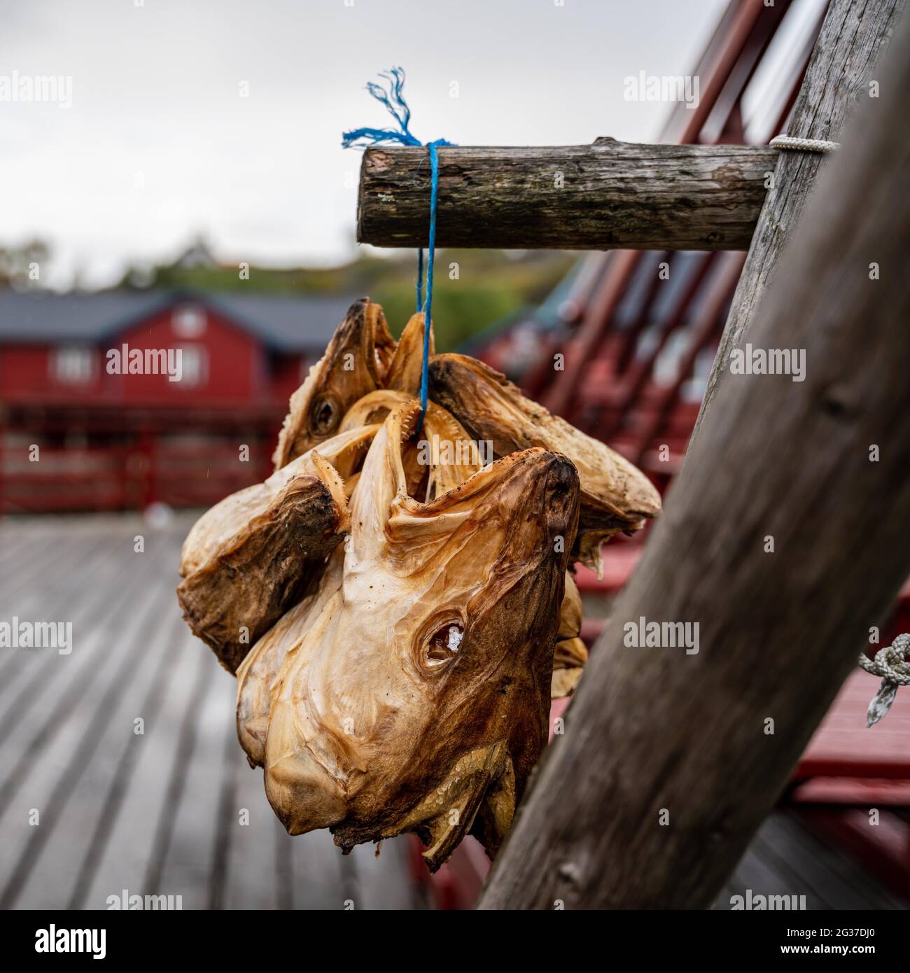 Murray cod hi-res stock photography and images - Alamy