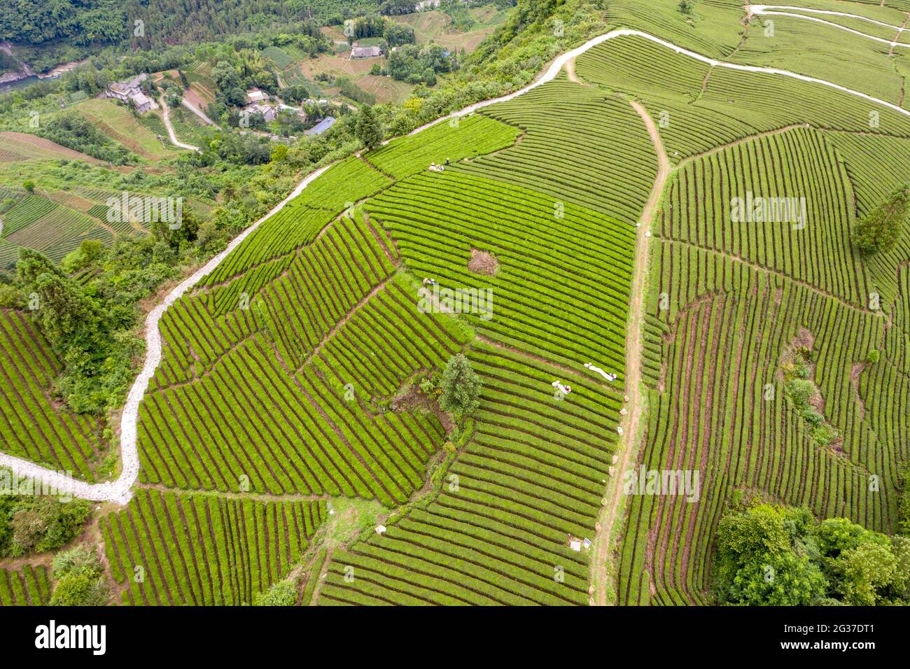 ENSHI, CHINA - JUNE 14, 2021 - Organic tea gardens are seen on a cliff ...