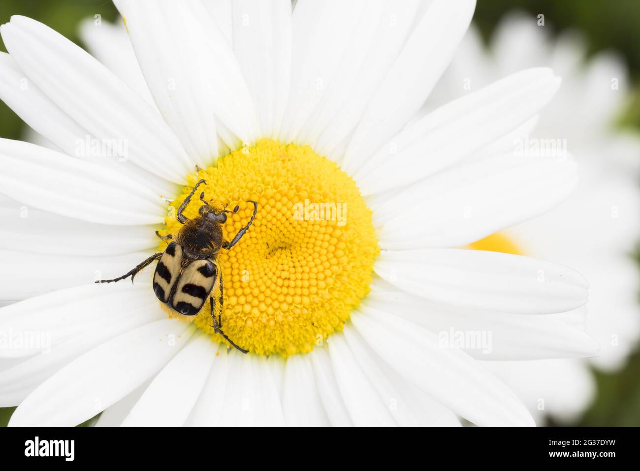 Bee beetle (Trichius fasciatus), on flower of daisy (Leucanthemum ...