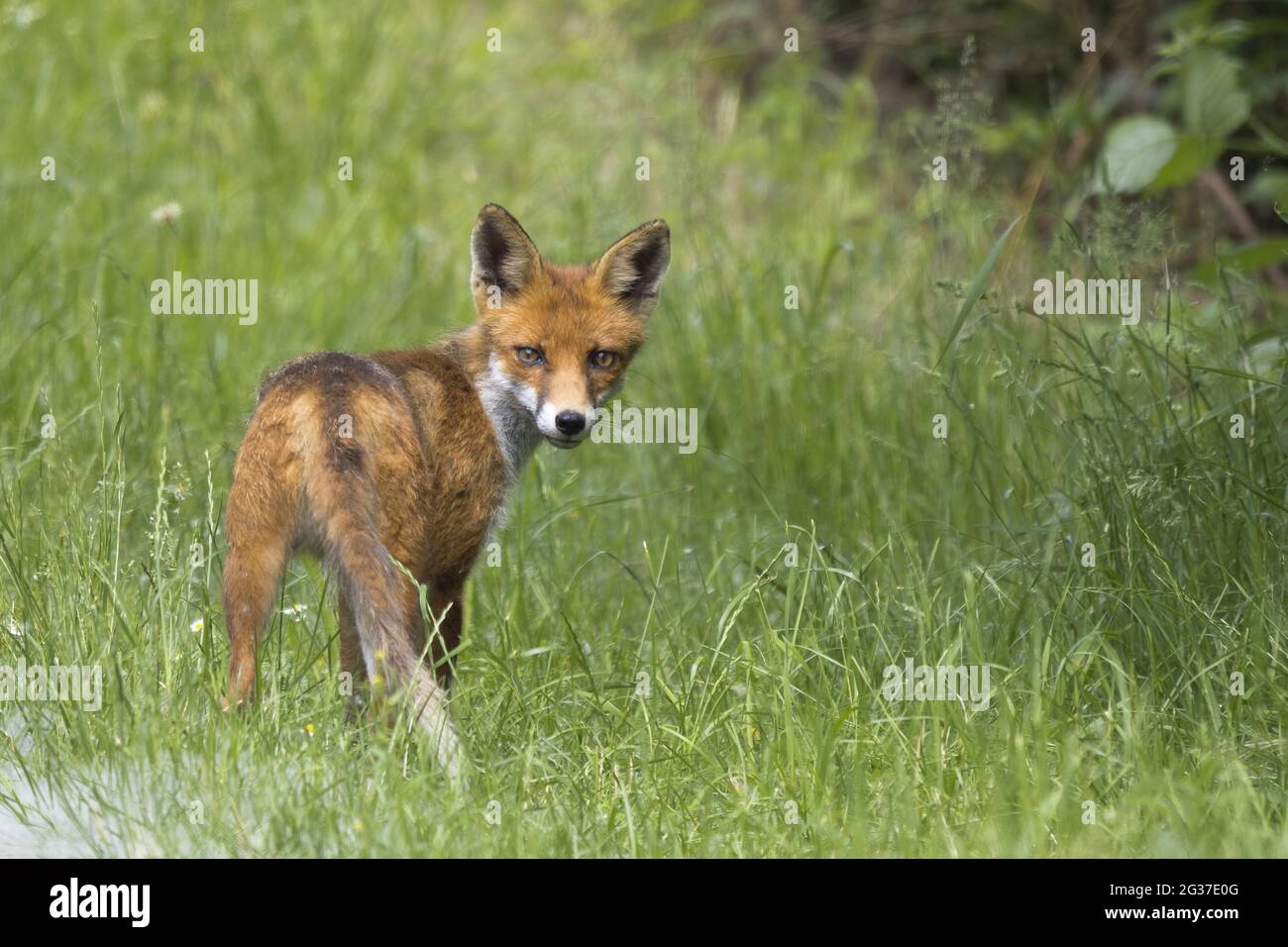 Meadow the fox hi-res stock photography and images - Alamy