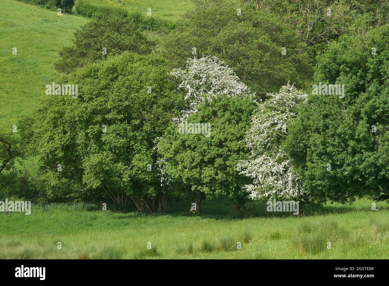 Summer in the Woolley Valley, an Area of Outstanding Natural Beauty in ...