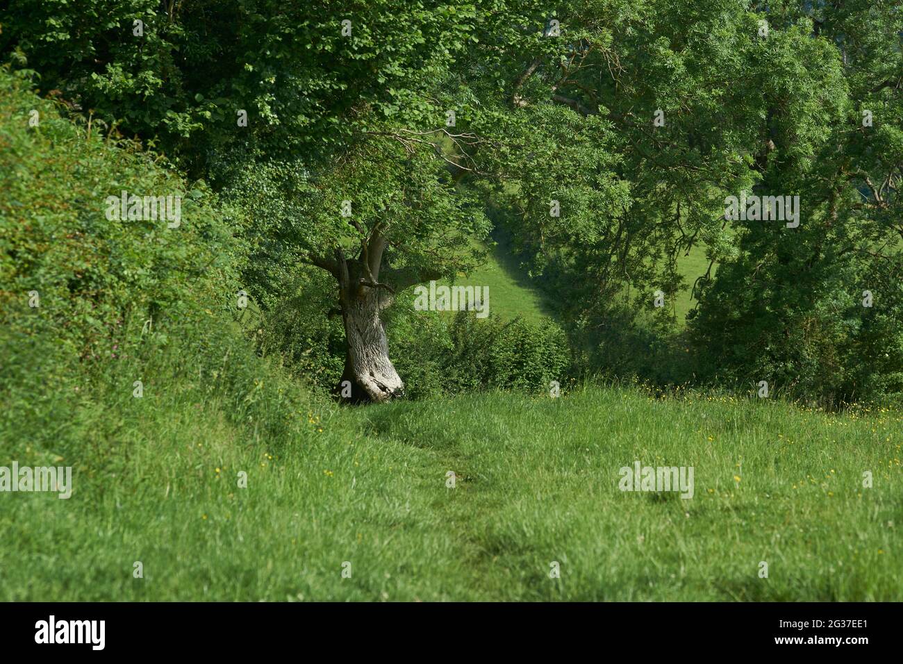 Summer in the Woolley Valley, an Area of Outstanding Natural Beauty in ...