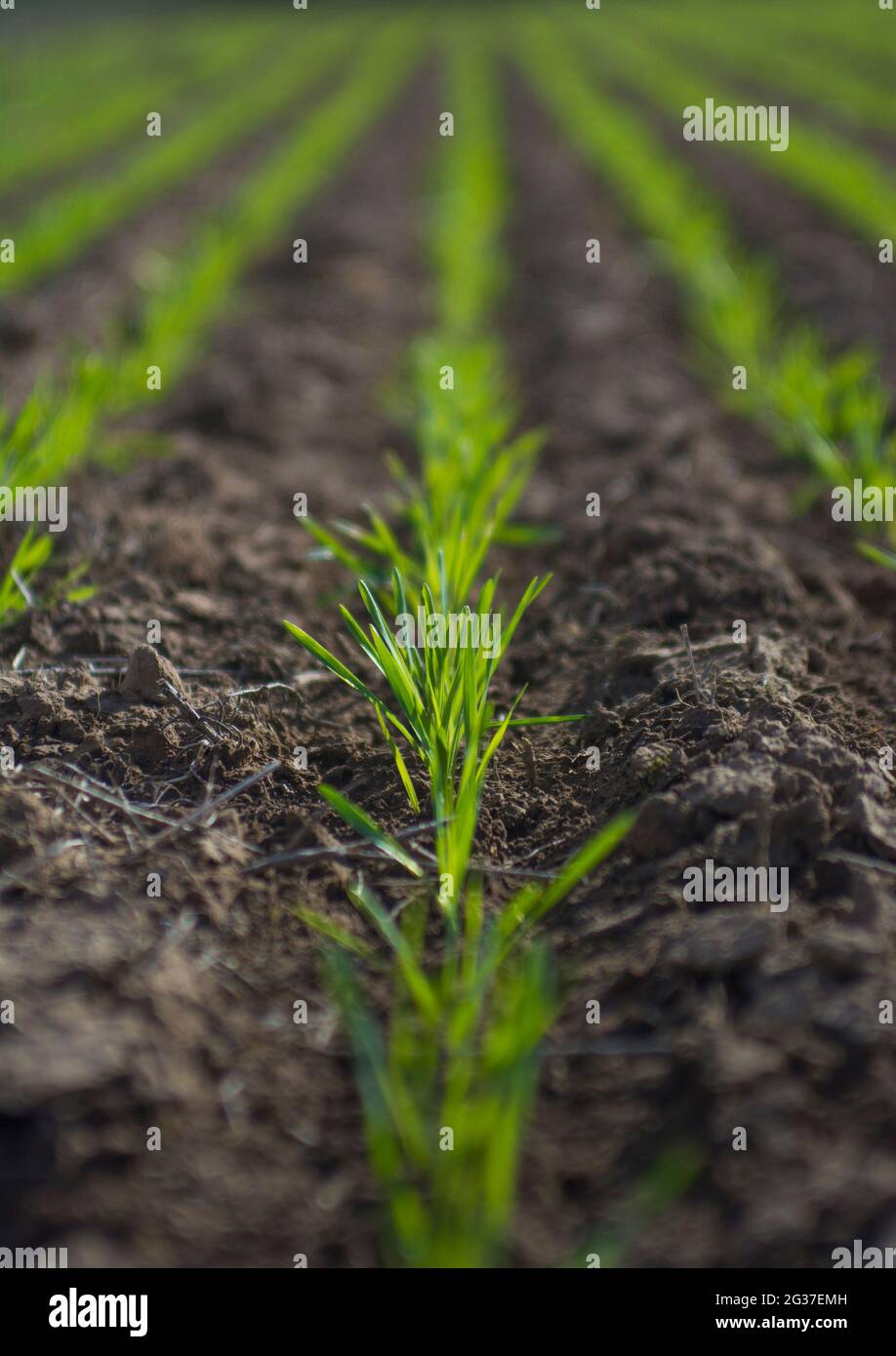 Sown field in the Argentine countryside, Pampas province, Patagonia ...