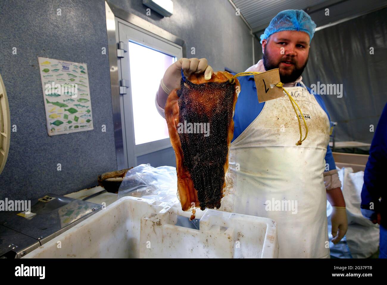 Factory worker with Greenland shark (Somniosus microcephalus), ice ...