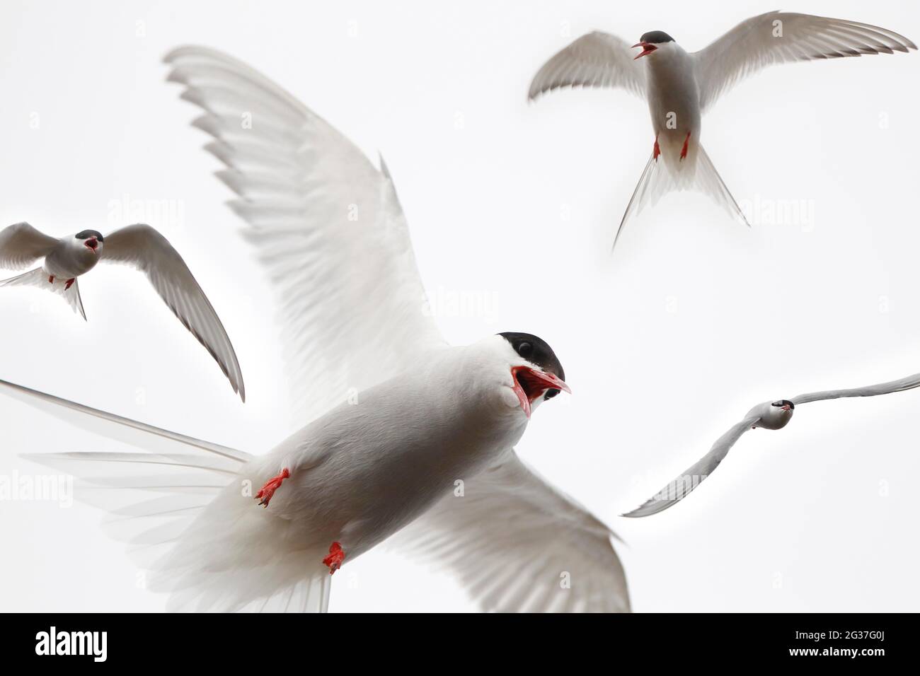 Arctic terns (Sterna paradisaea) (Laridae), Charadriiformes, fly ...