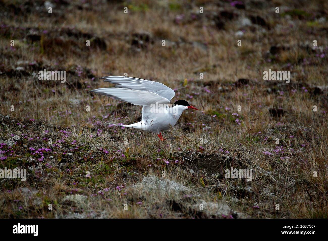 Laridae snaefellsnes peninsula hi-res stock photography and images - Alamy