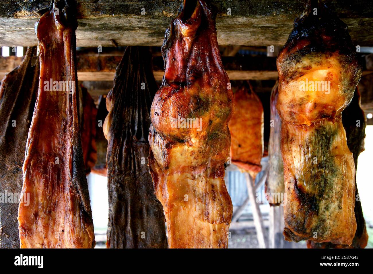 Greenland shark (Somniosus microcephalus) hung up to dry, ice shark ...