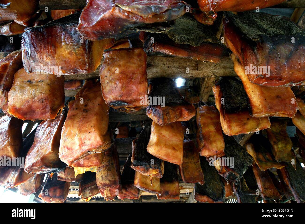 Greenland shark (Somniosus microcephalus) hung up to dry, ice shark ...