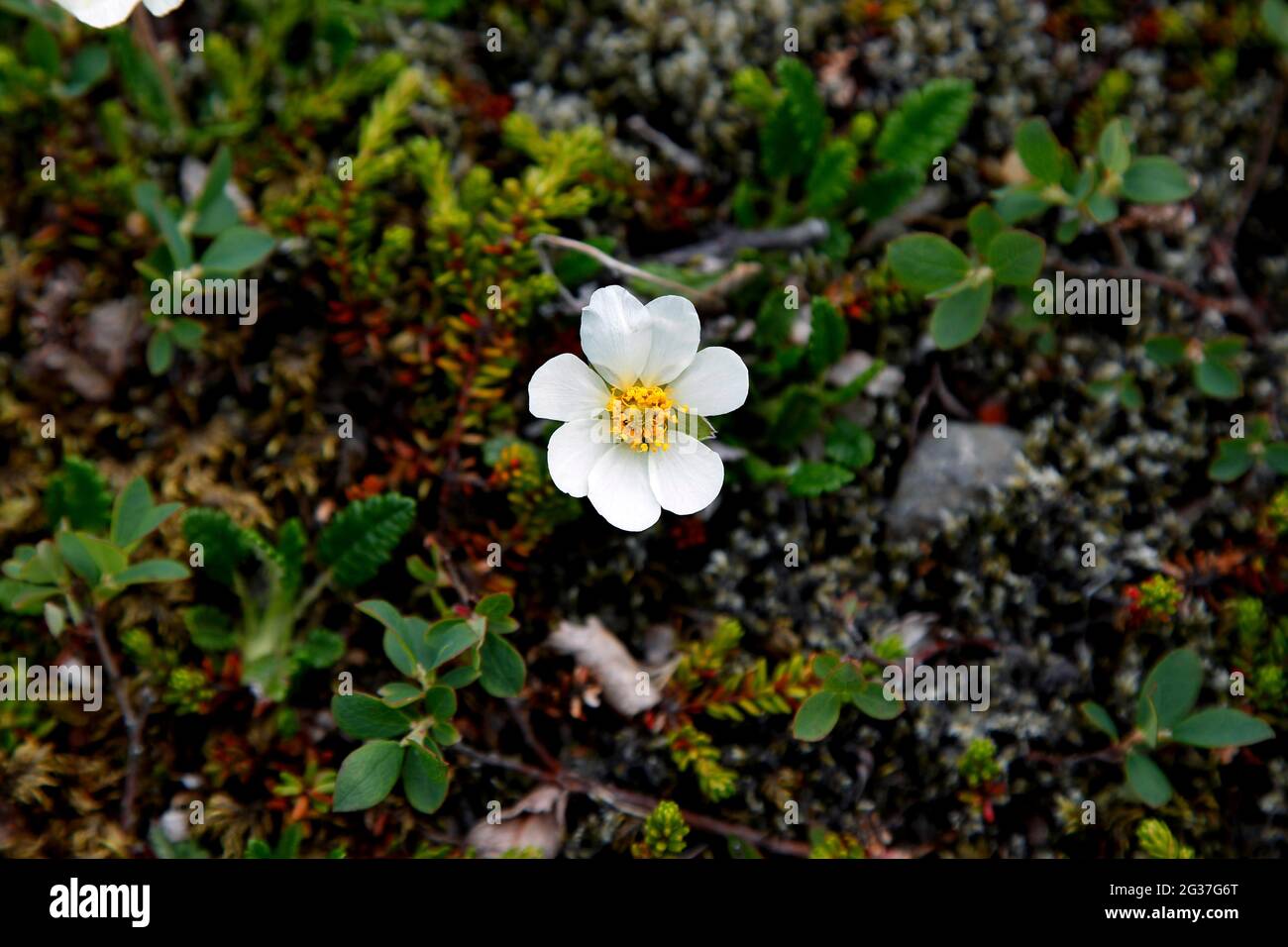 White dryad (Dryas octopetala), Skaftafell, high plateau, Vatnajoekull ...