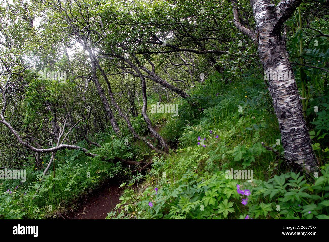 Birch forest, Skaftafell, High plateau, Vatnajoekull, South coast ...