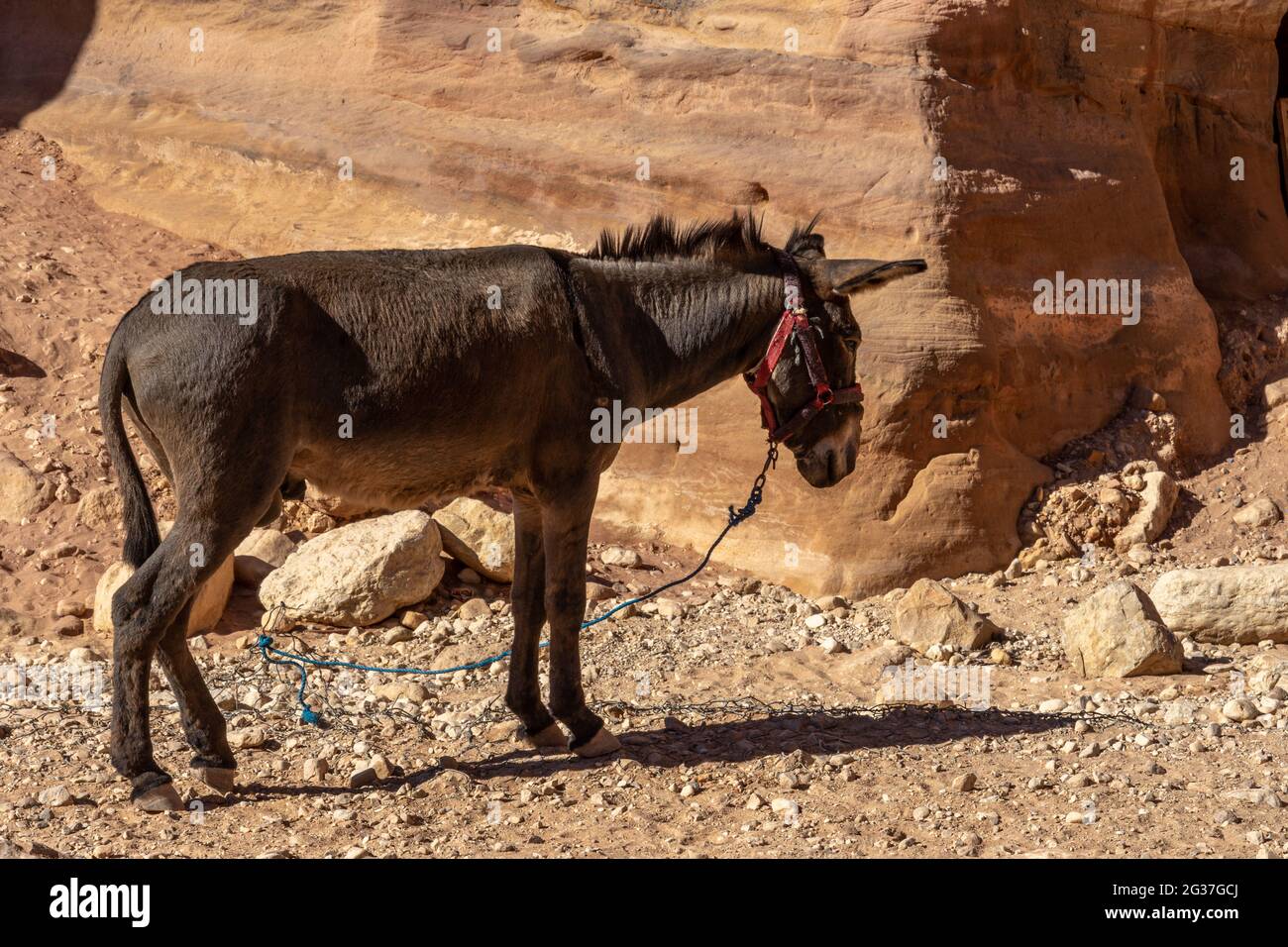 Harnessed mule used by bedouins for traveling is standing next to the ...