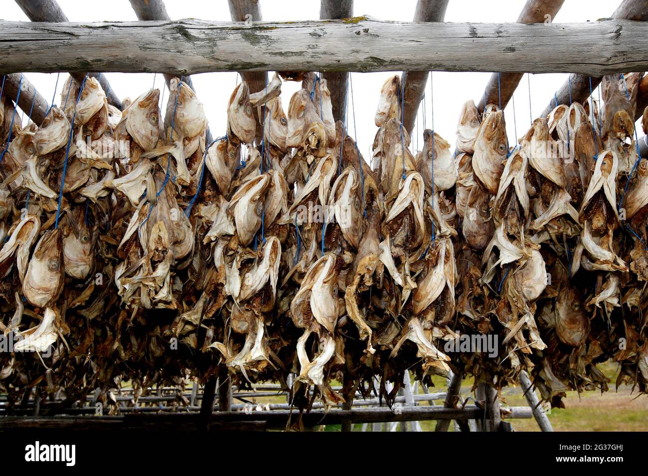 Icelandic dried fish heads hi-res stock photography and images - Alamy