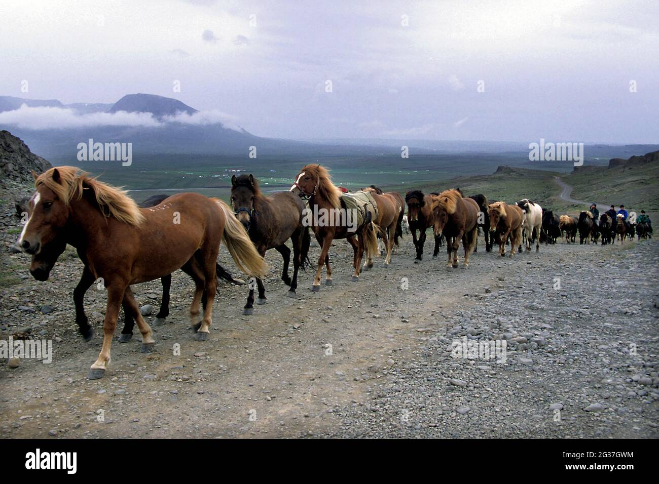 Icelandic horses (Equus ferus caballus), herd, riding tour ...
