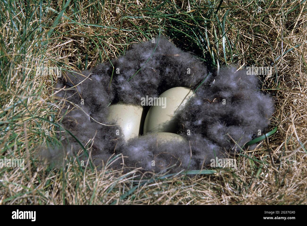 Eider nest hi-res stock photography and images - Alamy