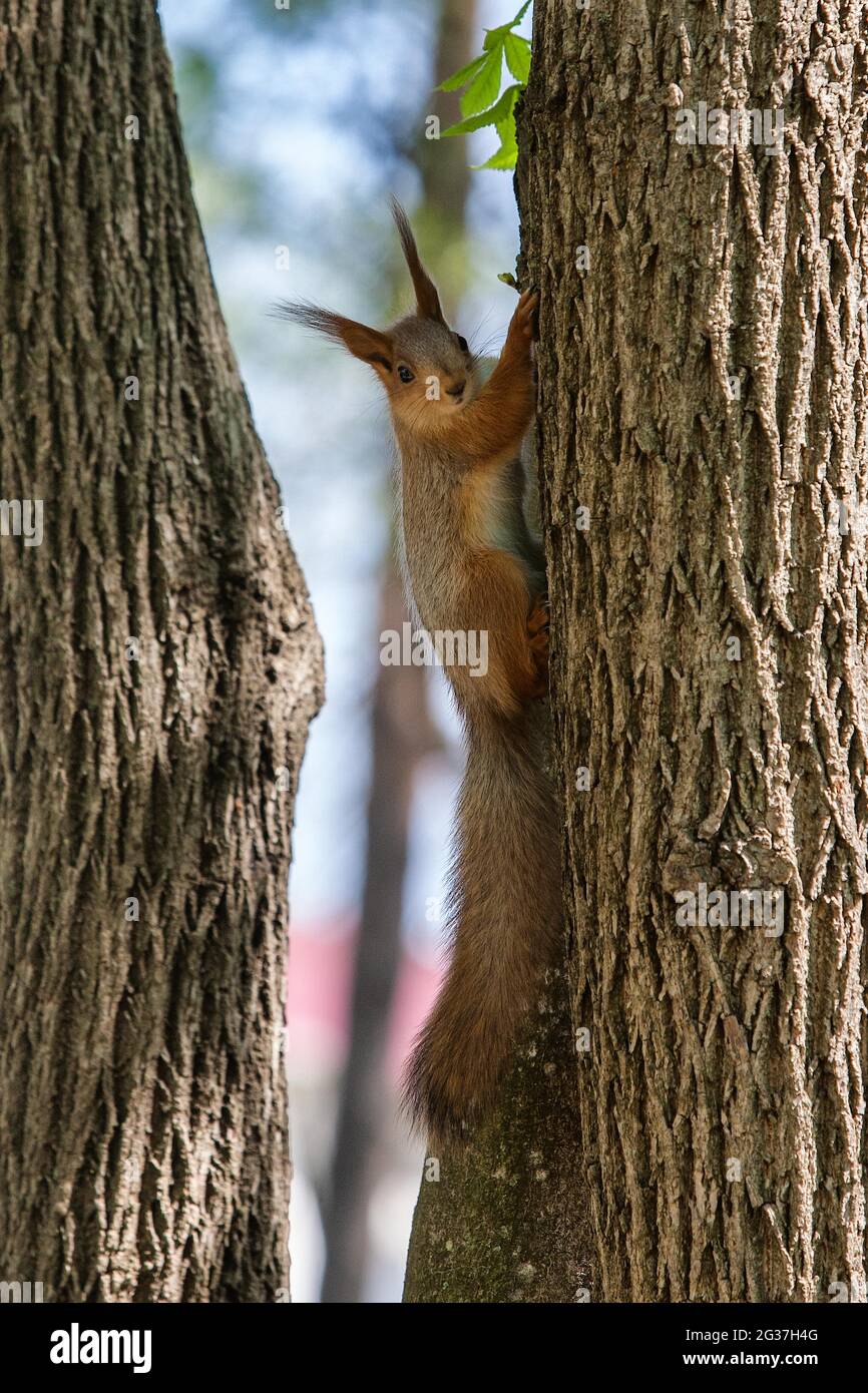 Russian squirrel hi-res stock photography and images - Alamy