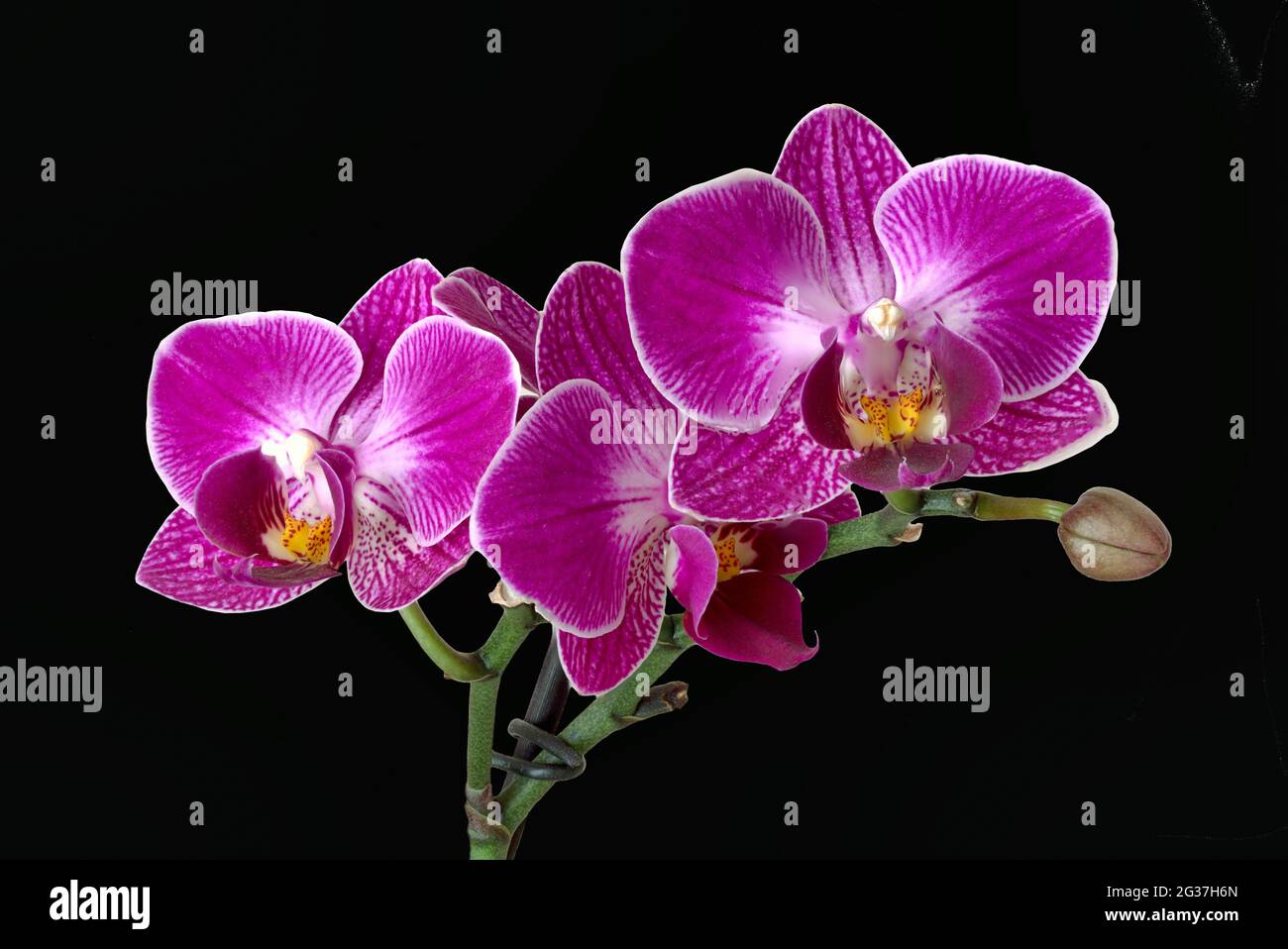 Orchid, Orchidaceae, Russia Stock Photo - Alamy
