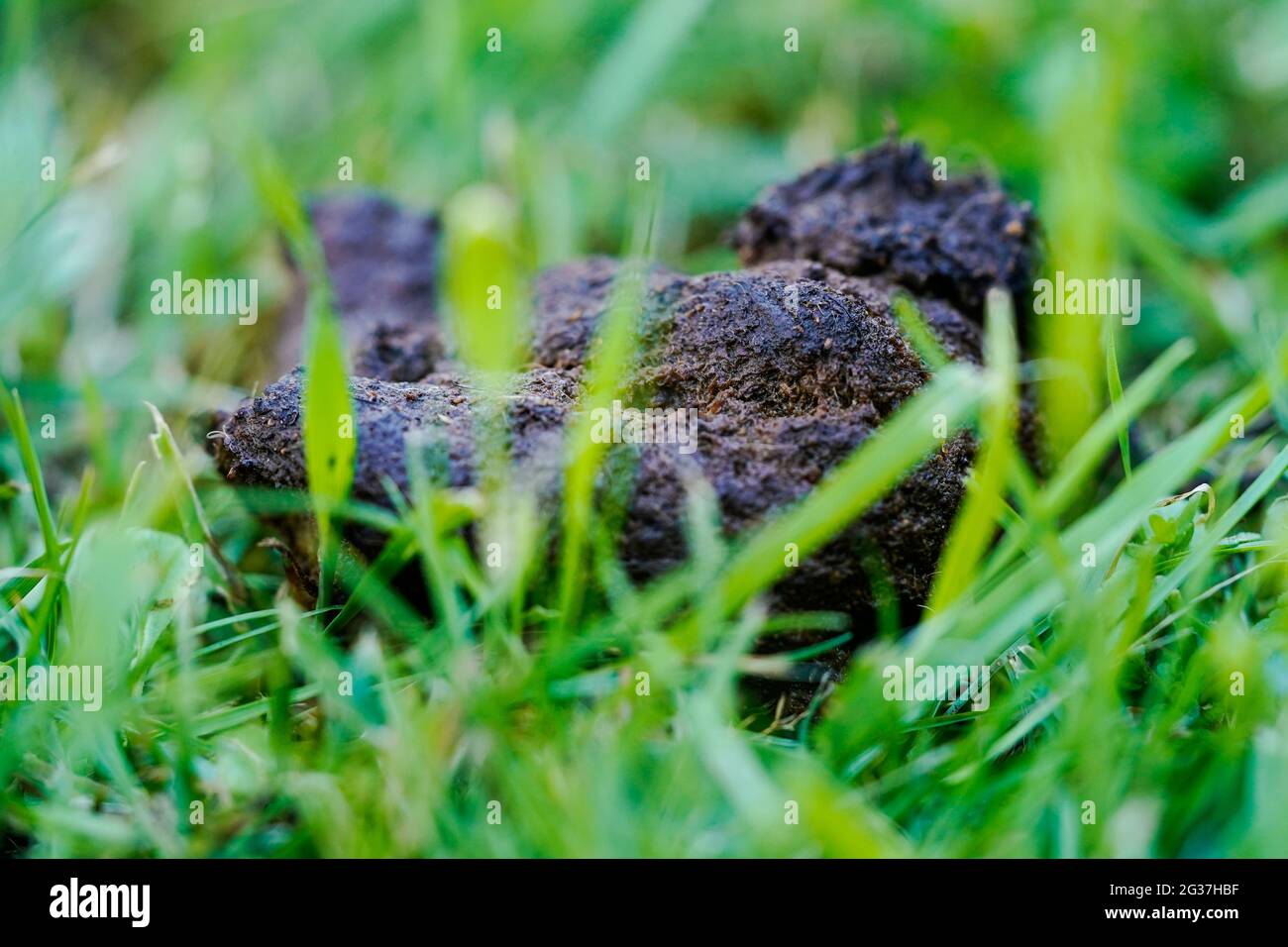 Kaiserslautern, Germany. 14th June, 2021. Dog excrement lies on a lawn ...