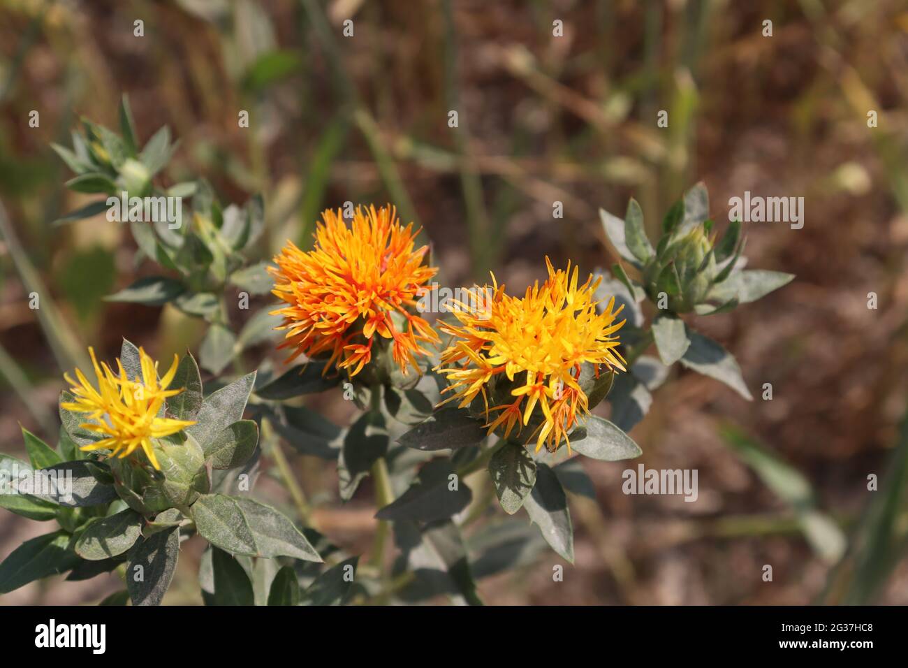 Safflowers hi-res stock photography and images - Alamy