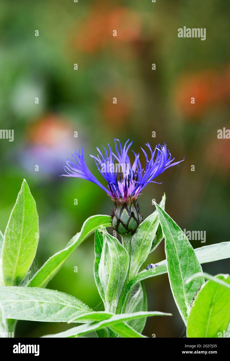 Native cornflower hi-res stock photography and images - Alamy