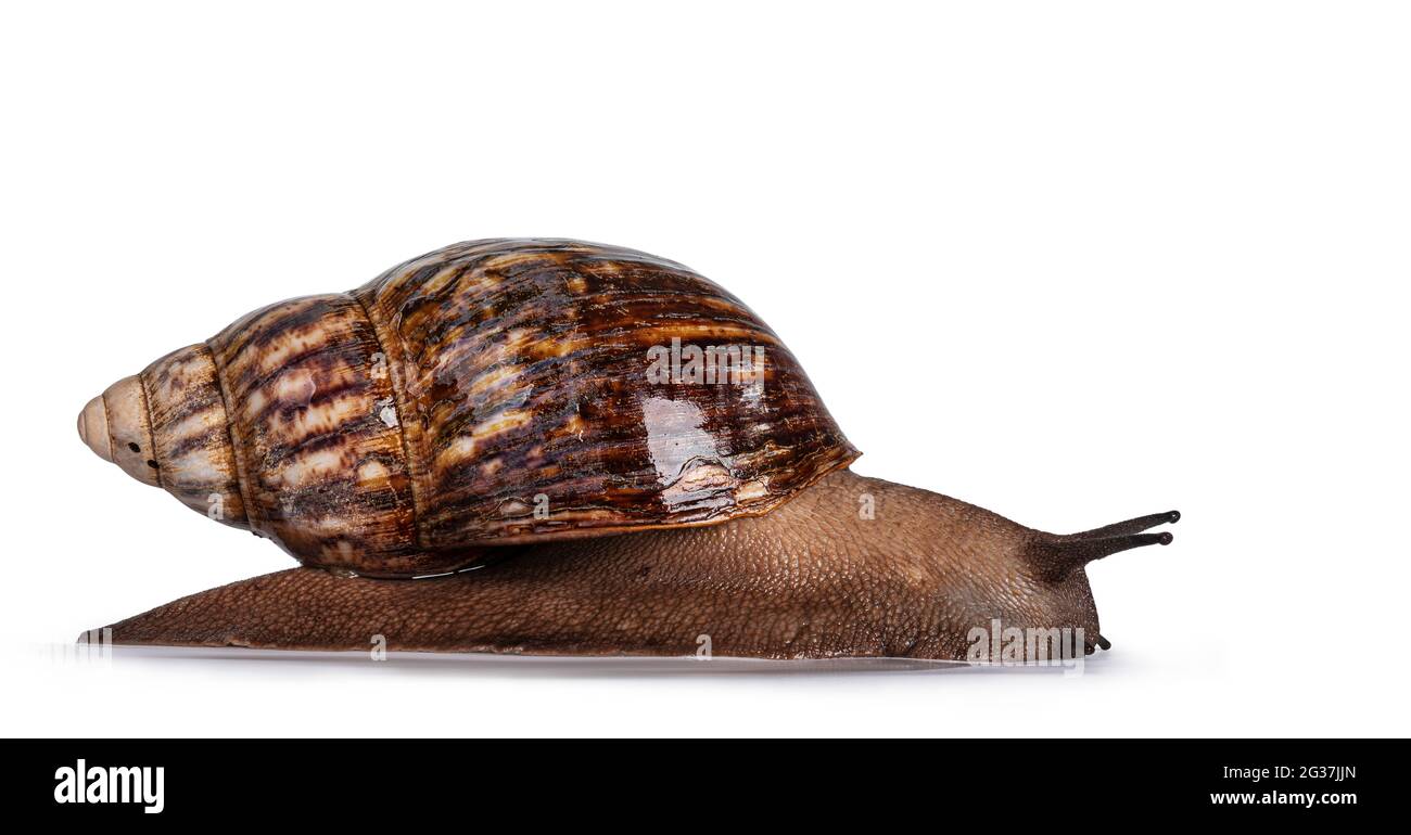 Side View Of Giant West African Snail Moving Side Ways Isolated On A