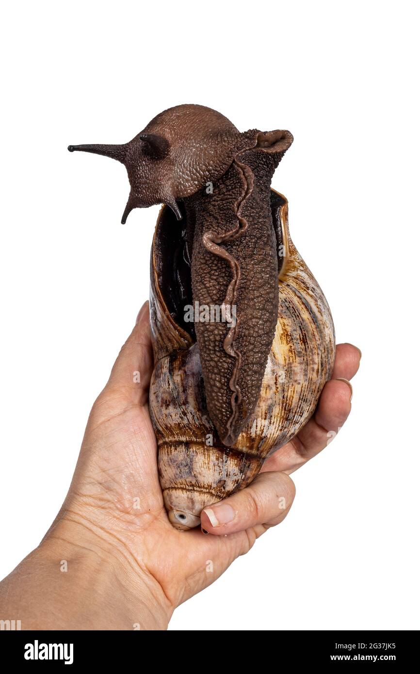 Bottom view of Giant West African snail, helt in human hand. Isolated ...
