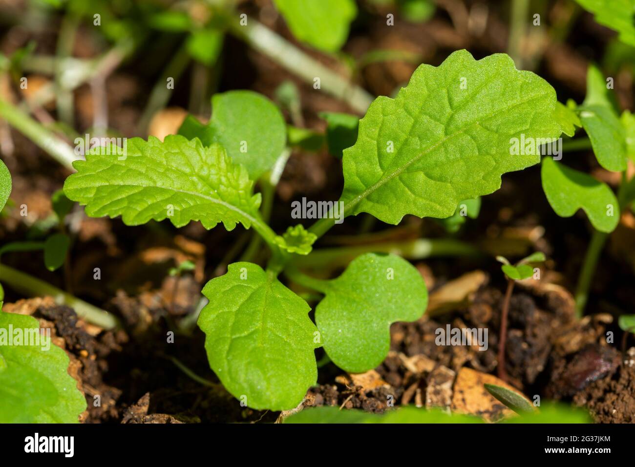 Chinese leaves hi-res stock photography and images - Alamy