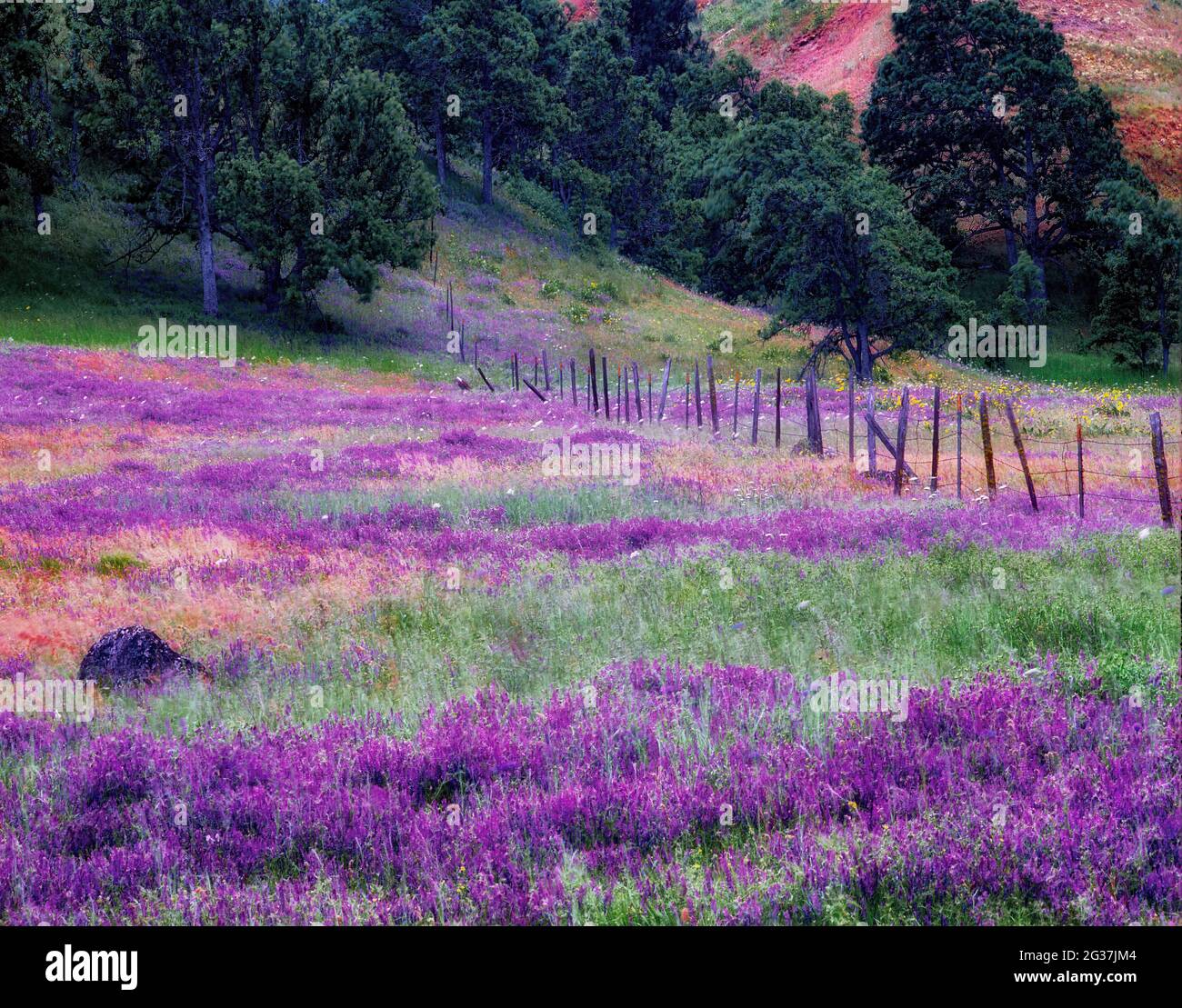 Flowering vetch in pasture with fence. Columbia River Gorge National ...