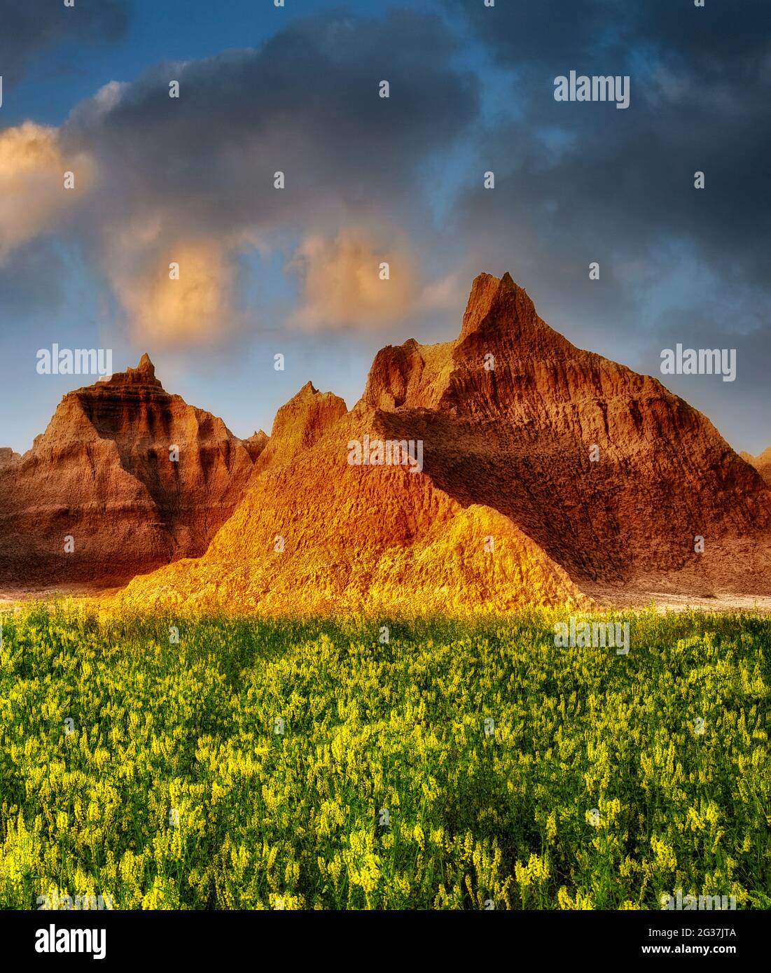 Badlands national park flowers hi-res stock photography and images - Alamy