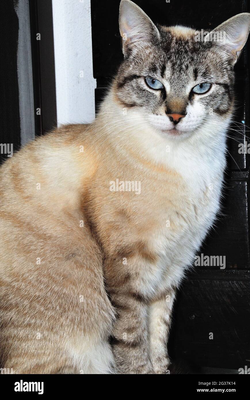 domestic european cats Stock Photo - Alamy