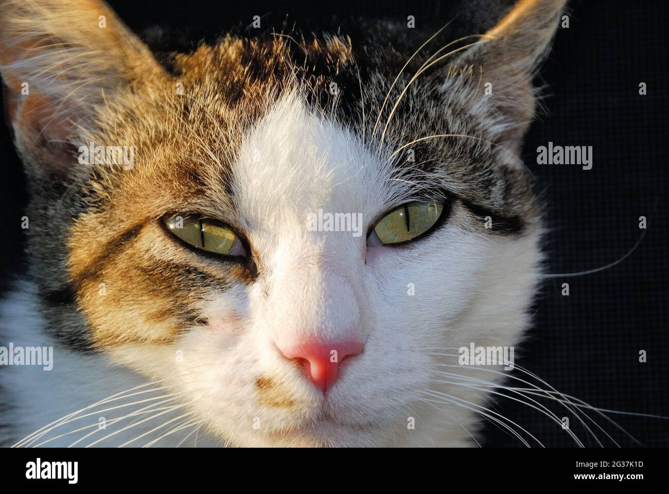 domestic european cats Stock Photo - Alamy