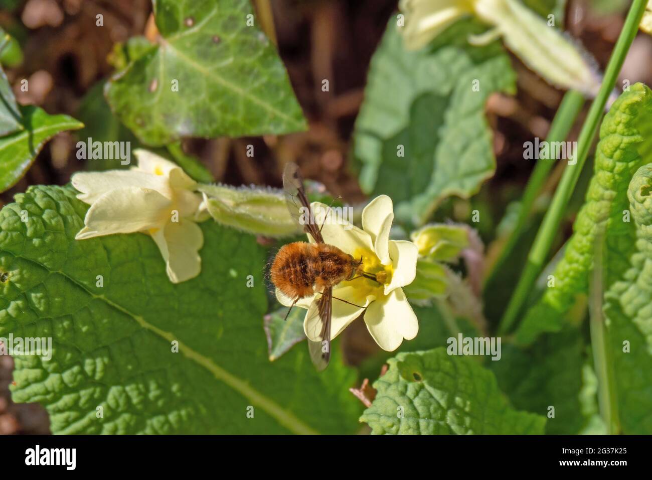 Primula vulgaris bee hi-res stock photography and images - Alamy